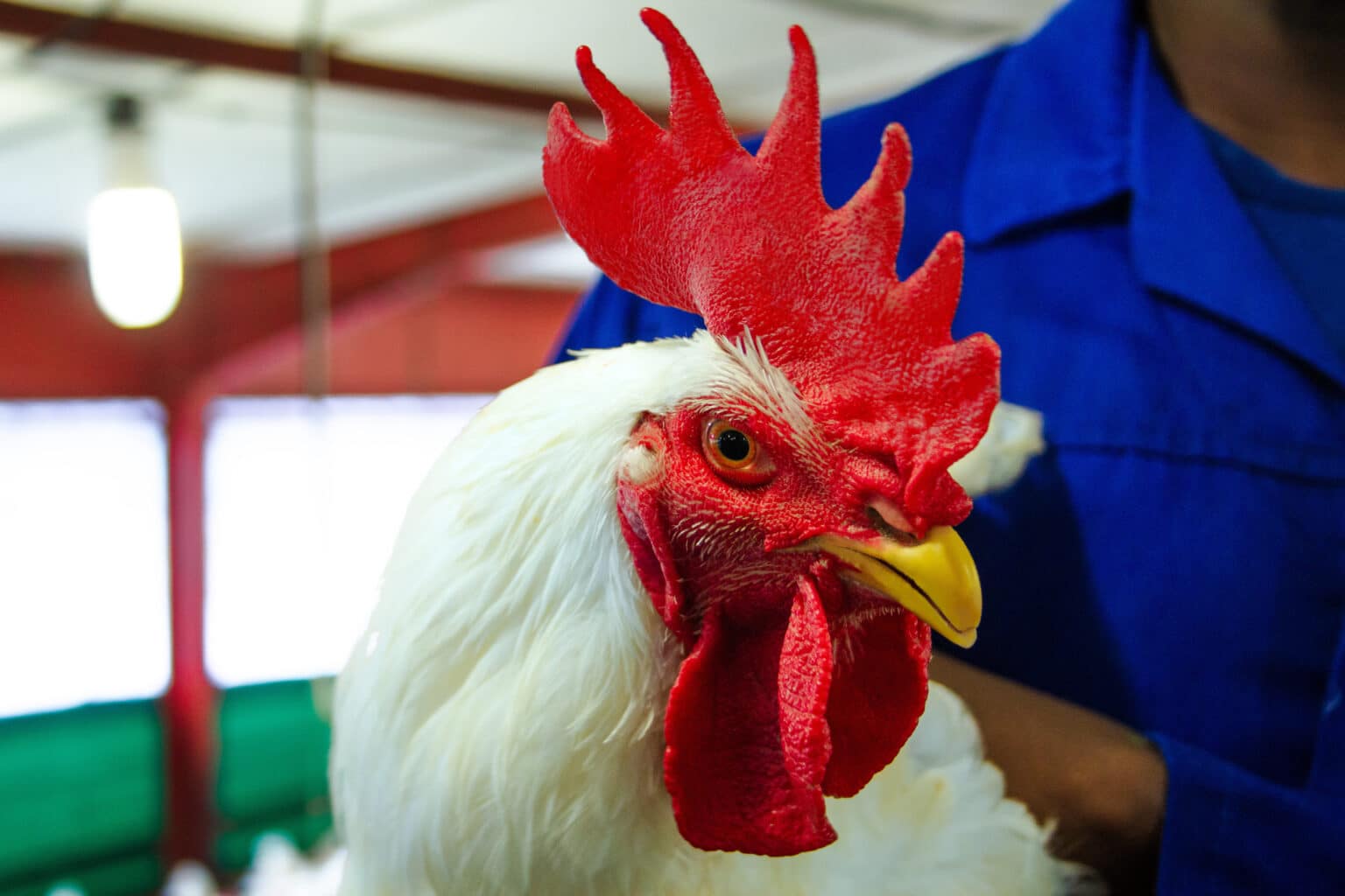 National Chicks - Premium day-old broiler chicks supplier South Africa