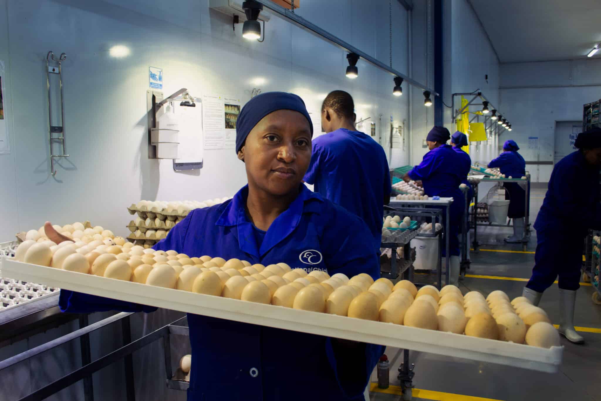 National Chicks - Premium day-old broiler chicks supplier South Africa