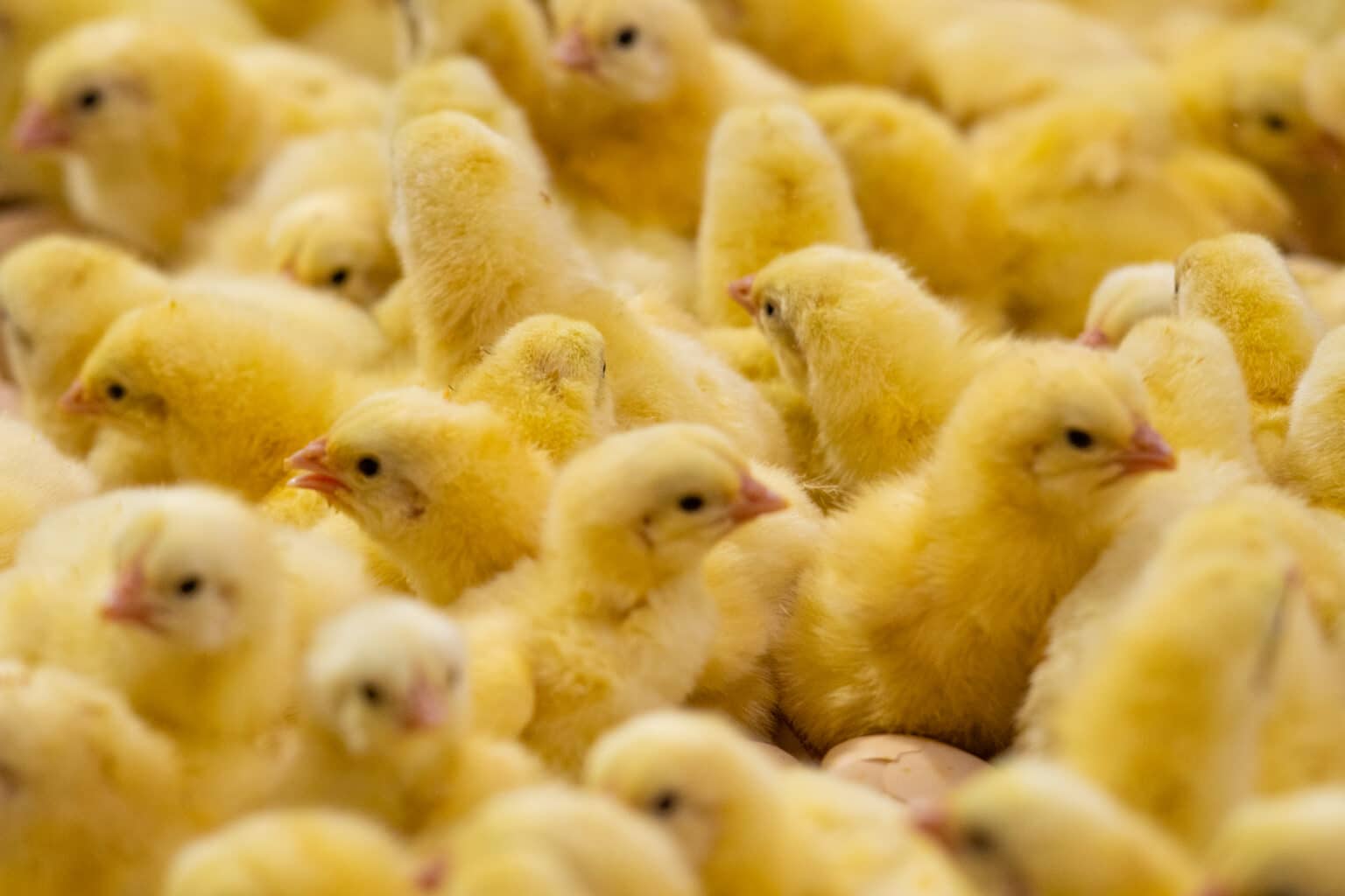 Products - National Chicks