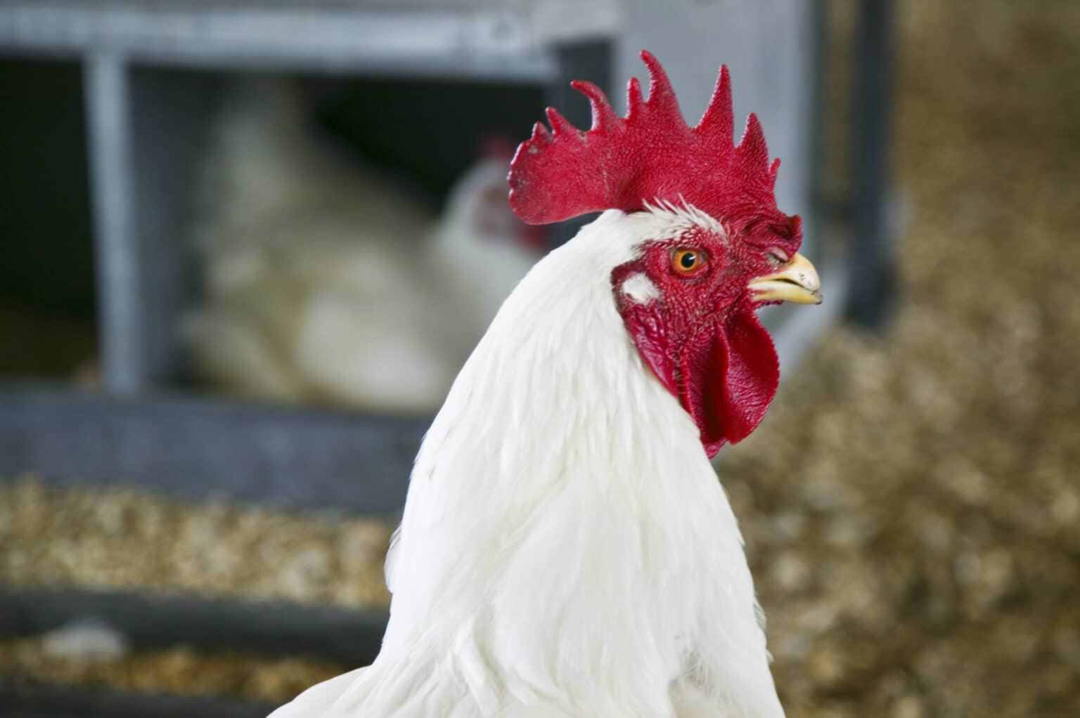 Ross 308 day-old chicks - National Chicks