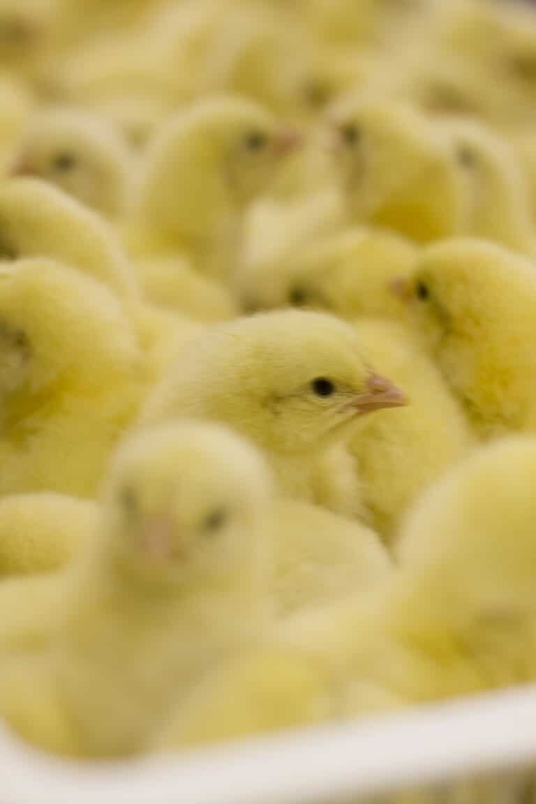 Ross 308 day-old chicks - National Chicks