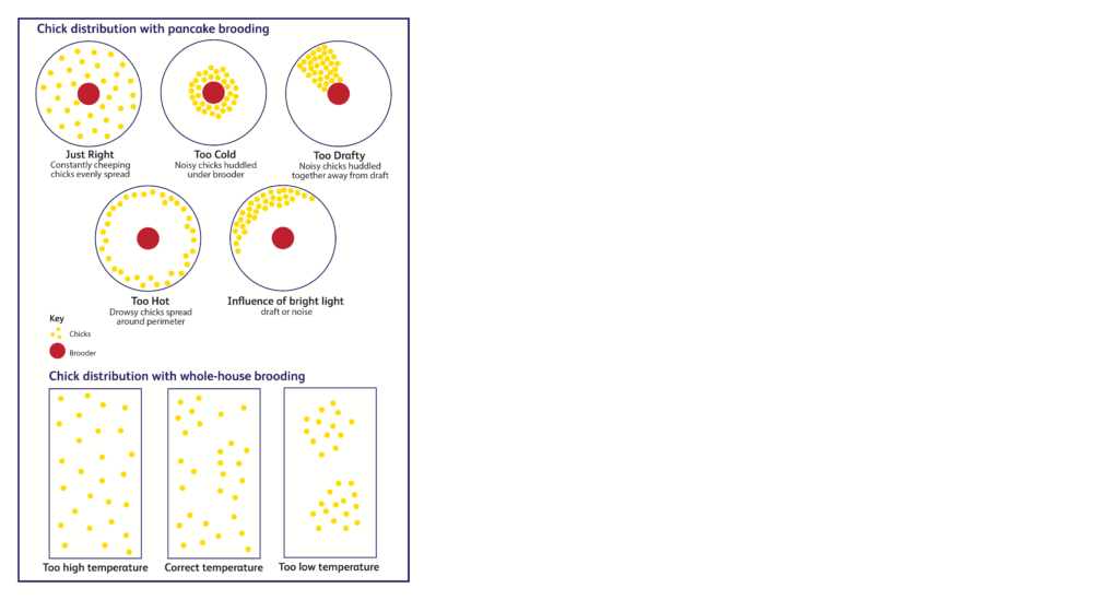 Brooding Management for Ross Broilers: Days 0–7 - National Chicks