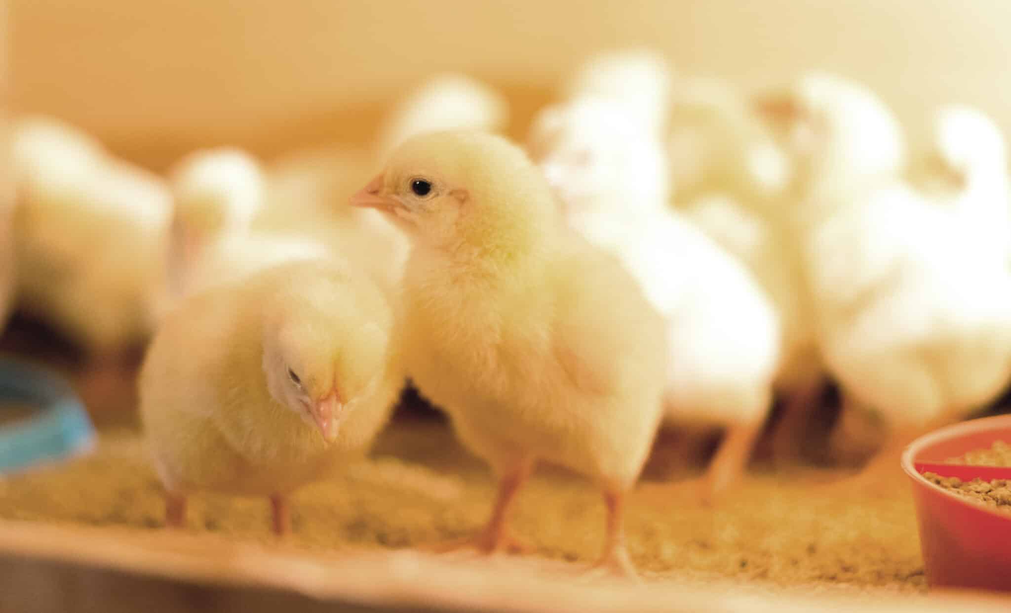 Brooding Management for Ross Broilers: Days 0–7 - National Chicks
